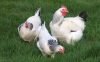 ᐈ 7 Razas de Gallinas GIGANTES 【Características, Peso, Talla】