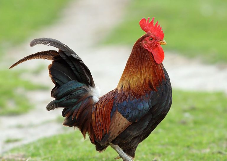 Como Identificar un Gallo Fino (De Forma Fácil y Rapido)