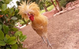 ᐈ GALLINA POLACA 【 Caracteristicas, Origen, Variedades y más