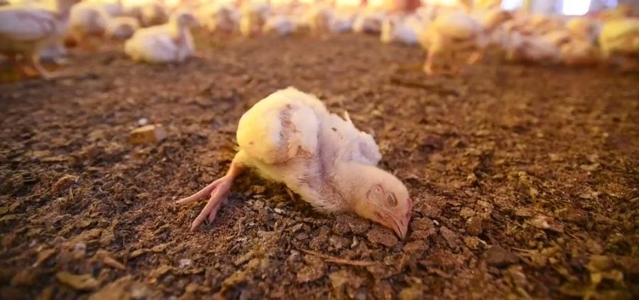 Ø ENFERMEDADES DE POLLOS BEBES 【Las mas Frecuentes】