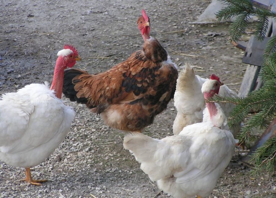 Gallina Carioca (Cuello desnudo) | Características, Origen, Razas