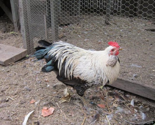 GALLINA KETRO 【 Características, Origen, huevos de color y más