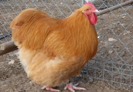 ᐈ 7 Razas de Gallinas GIGANTES 【Características, Peso, Talla】