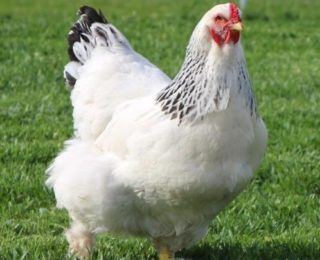 ᐈ 7 Razas de Gallinas GIGANTES 【Características, Peso, Talla】
