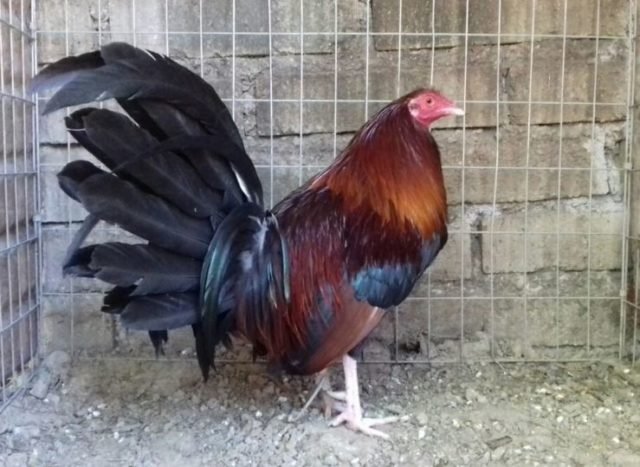 Gallos Kelso 【 Características, Líneas o Variedades, Crianza