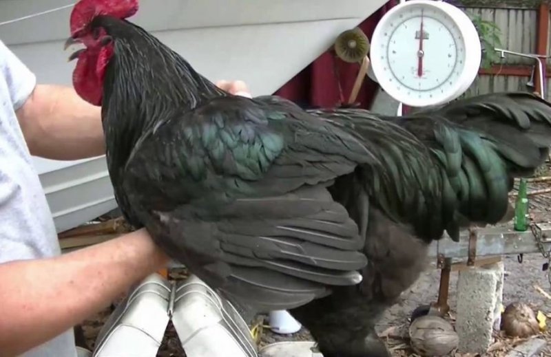 Razas de pollos de engorde - Cria de Aves