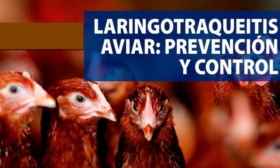Laringotraqueitis Aviar 【 Tratamiento, Causas y síntomas】