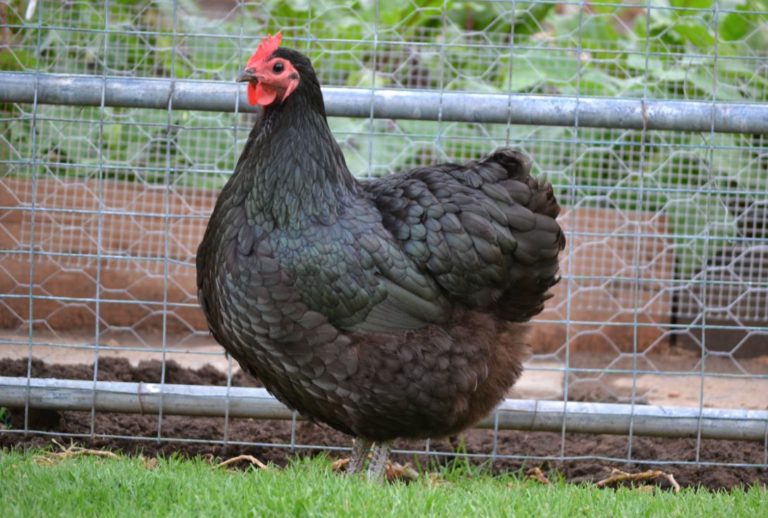 【ᐈ 】Crianza de Gallinas Ponedoras y etapas de Desarrollo