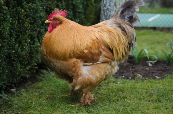 ᐈ Gallina Ross 【Características, Origen, Variedades, Rendimiento】