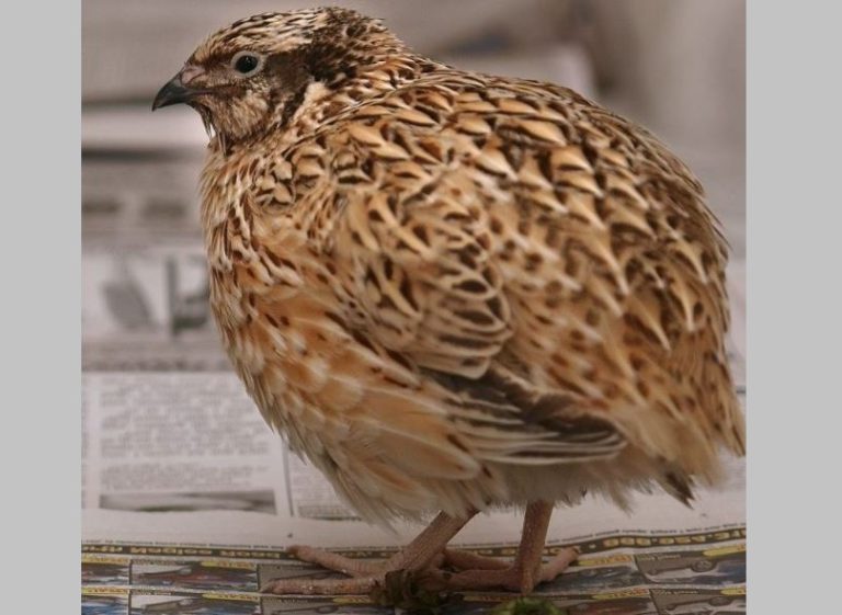 【ᐈ】5 RAZAS DE CODORNIZ PARA CARNE - Cría de Aves