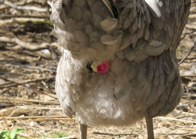 CLOACITIS EN GALLINAS PONEDORAS 【Síntomas y TratamientoS】