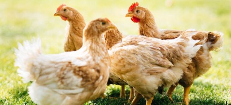ᐈ 7 Razas de Gallinas GIGANTES 【Características, Peso, Talla】