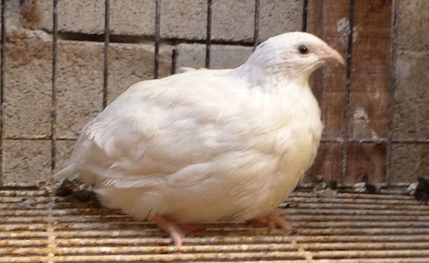 【ᐈ】5 RAZAS DE CODORNIZ PARA CARNE - Cría de Aves