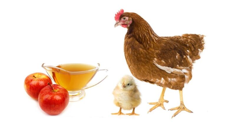 ᐈ Vinagre Para el Moquillo en Pollos y Gallinas (Dosis y preparación)